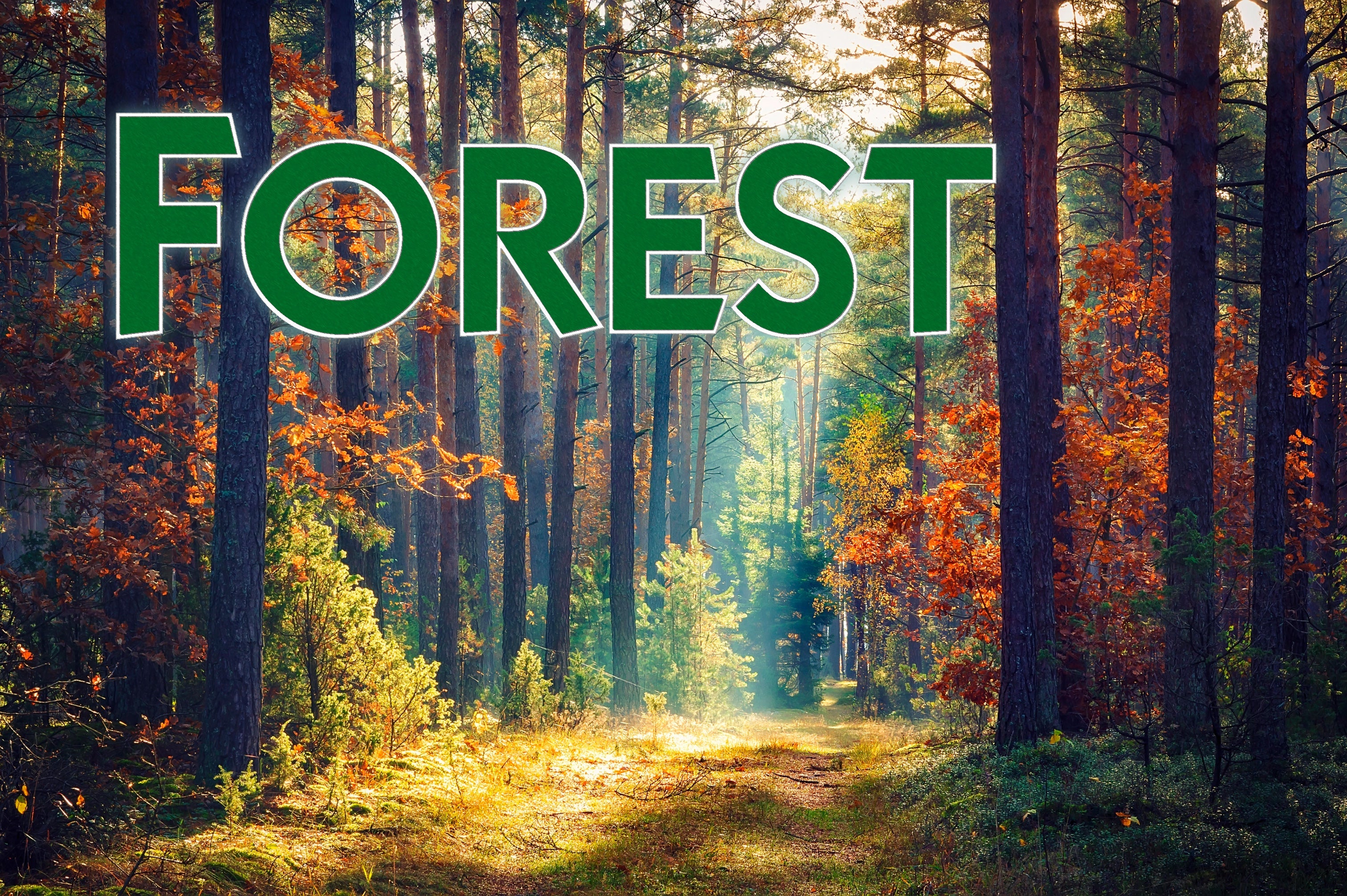 Forest – CORE オーディオコア
